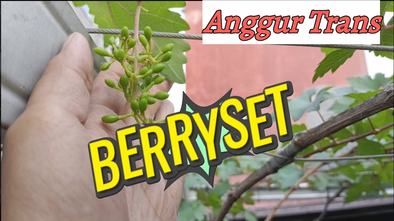 Proses Berryset Anggur Trans @sobatanggur36 - YouTube