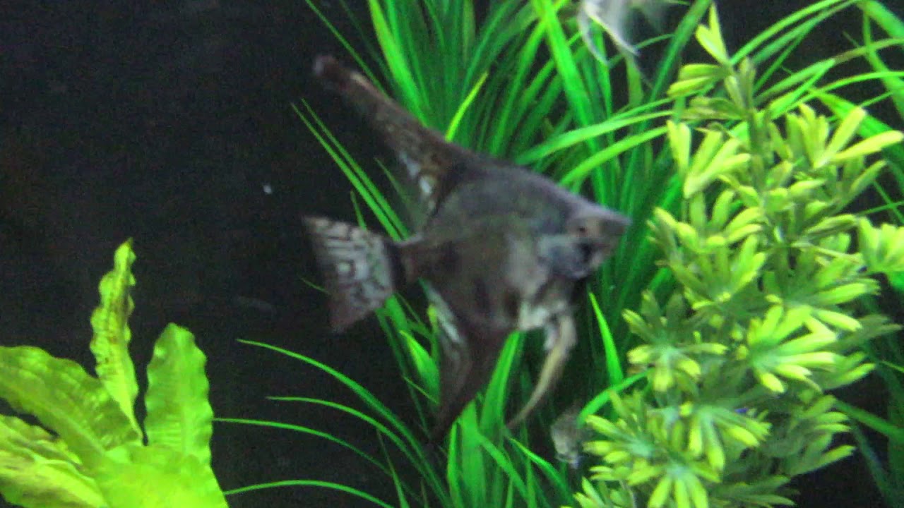 Assorted Pinoy Angelfish - Blue Angelfish - YouTube