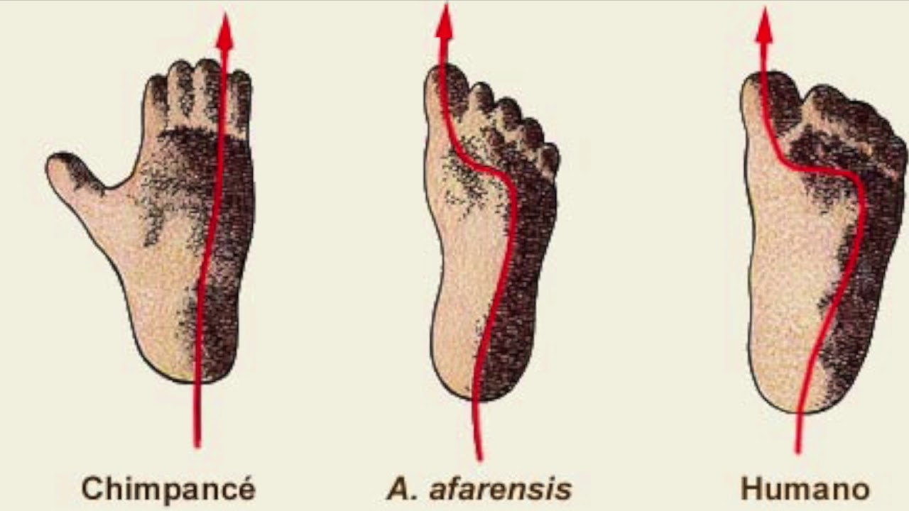 Evolución del bipedismo humano - YouTube