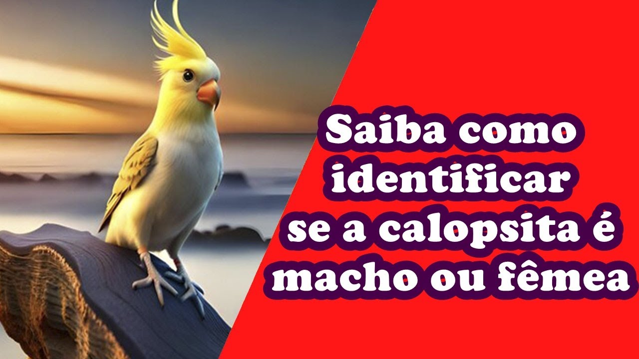 Saiba como identificar se a calopsita é macho ou fêmea - YouTube