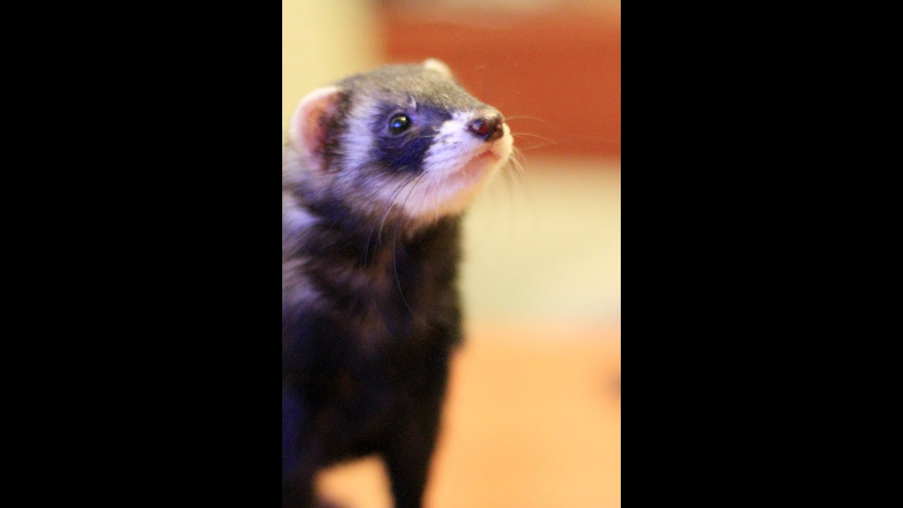 happy ferret dance - YouTube
