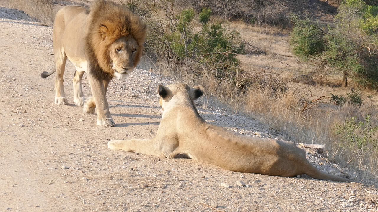 Lions Mating in South Africa - YouTube