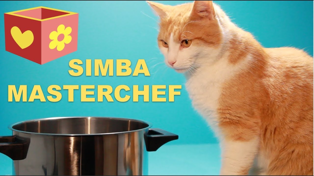 Cute cat part six | Bellboxes | Simba the master chef | 6 | - YouTube