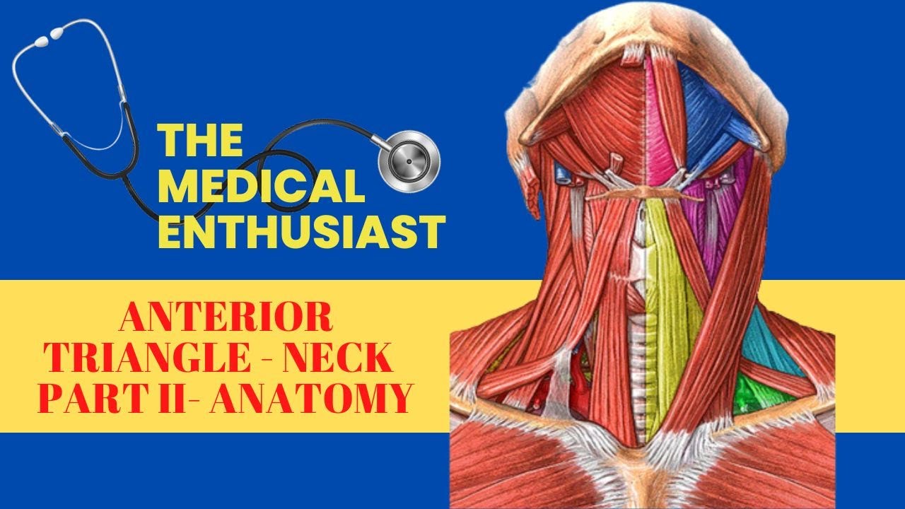 Anterior Triangle Of Neck - Anatomy- Part II - YouTube