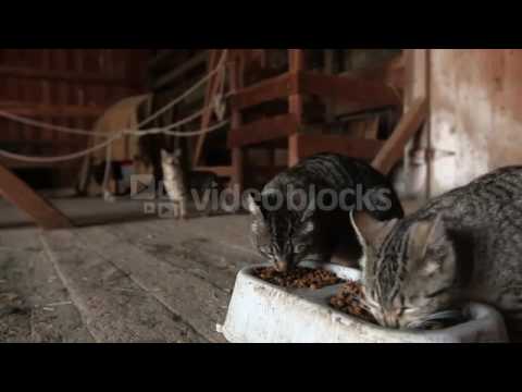 FARM CATS GATHER IN A BARN TO EAT THEIR CAT FOOD VKXRT8AR - YouTube