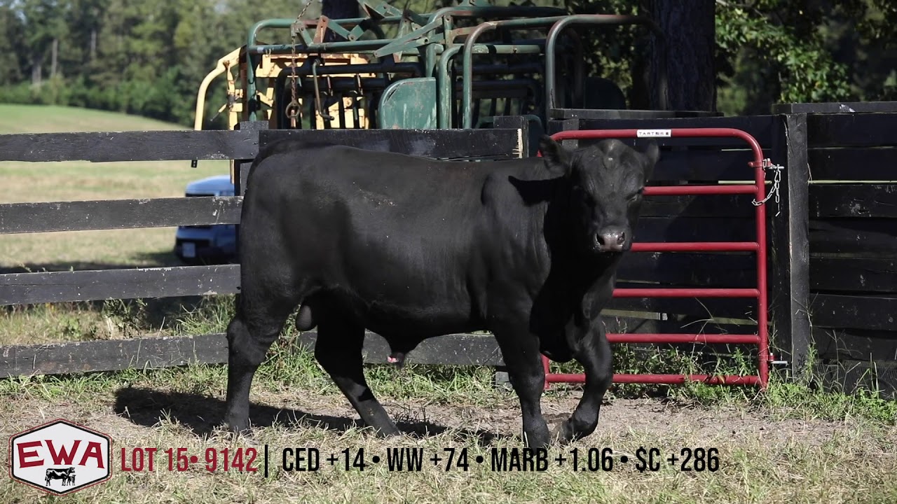 Edgewood Angus Fall 2020 Bull Sale- Lot 15 - YouTube