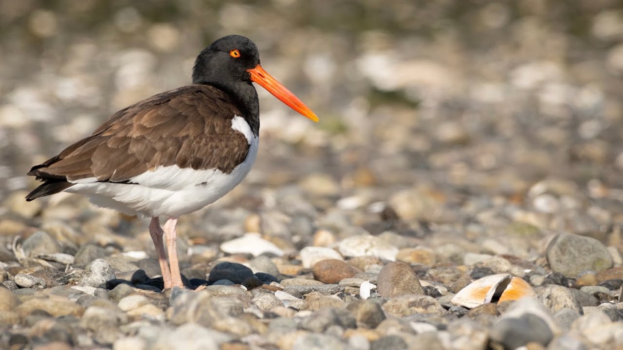 2024 Audubon Alliance for Coastal Waterbirds Returning Monitor Training ...