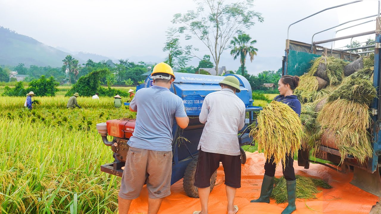 Rice Harvest - Rice Threshing Machine, Use Trucks to Transport Rice ...
