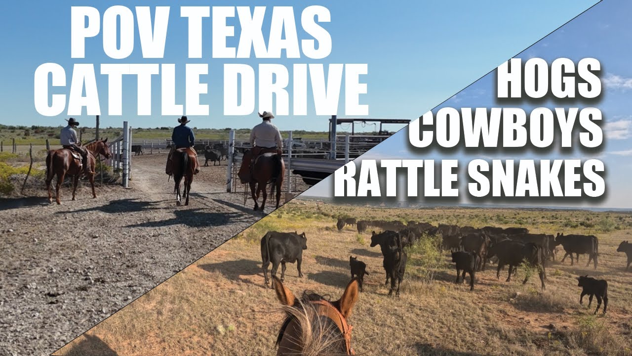 Cattle Drive on the Canyon Rim | Rattlesnakes, Hogs, and Cowboys - YouTube