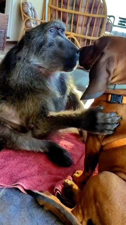 Cindy the baboon saying hello to Rigby the Puppy ️🥰. #cuteanimal #rigby ...