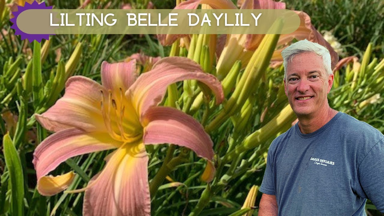 GIANT LAVENDER BEAUTY | Lilting Belle Daylily - YouTube