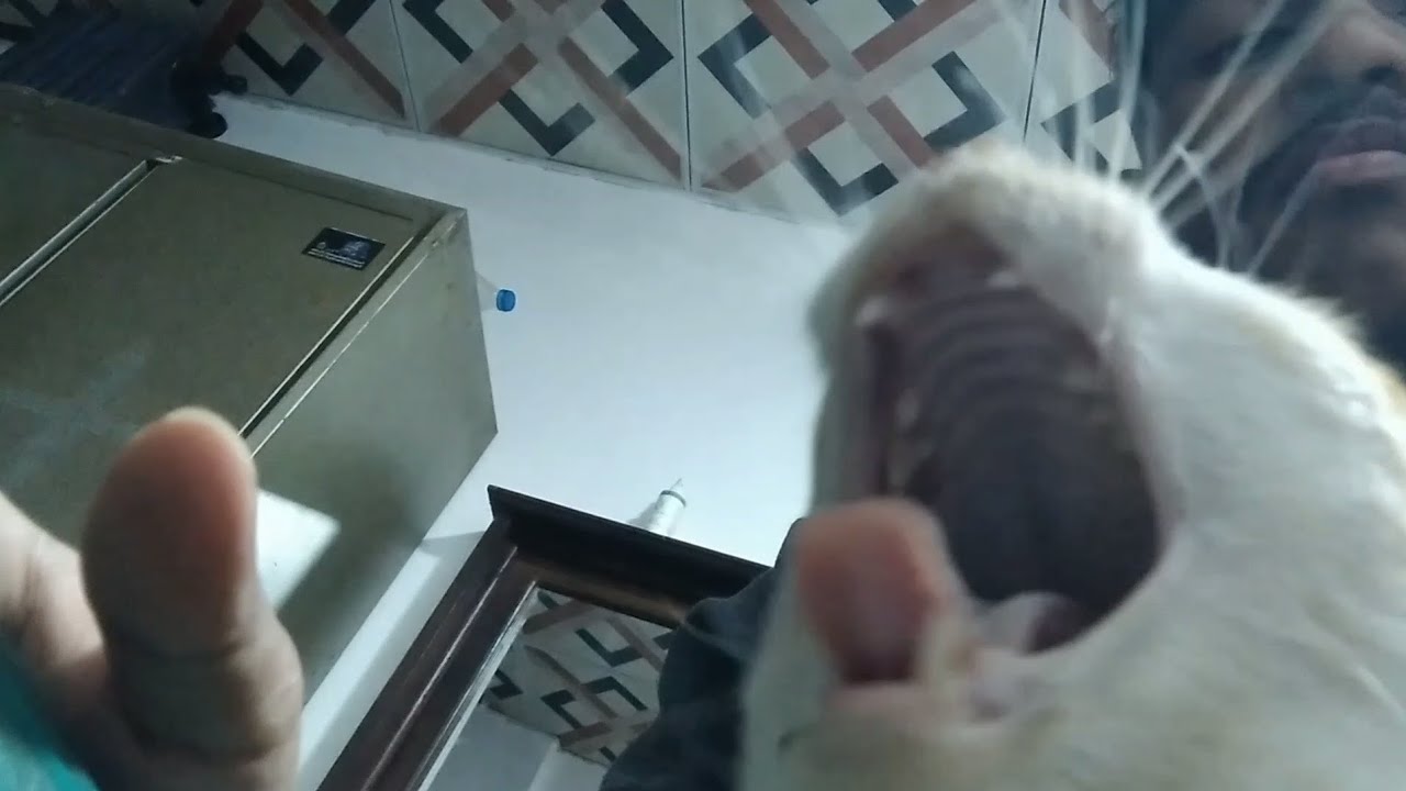 This is how my cat destroy my video - YouTube