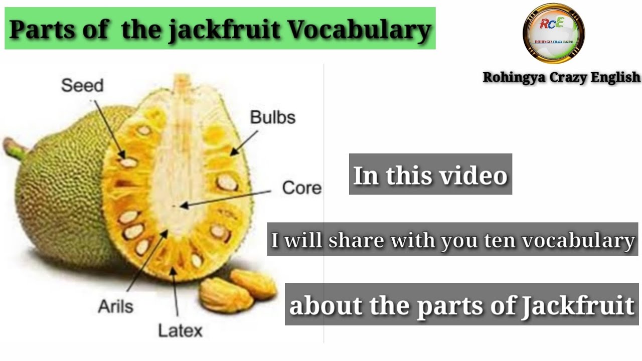 Parts of Jackfruit Vocabulary - YouTube