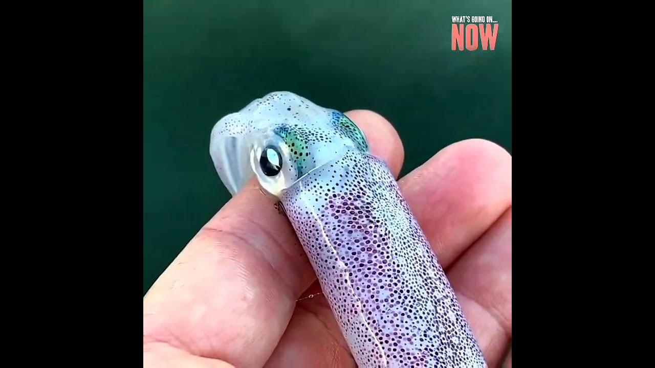 Watch this Squid play with it's skin outside the water - YouTube