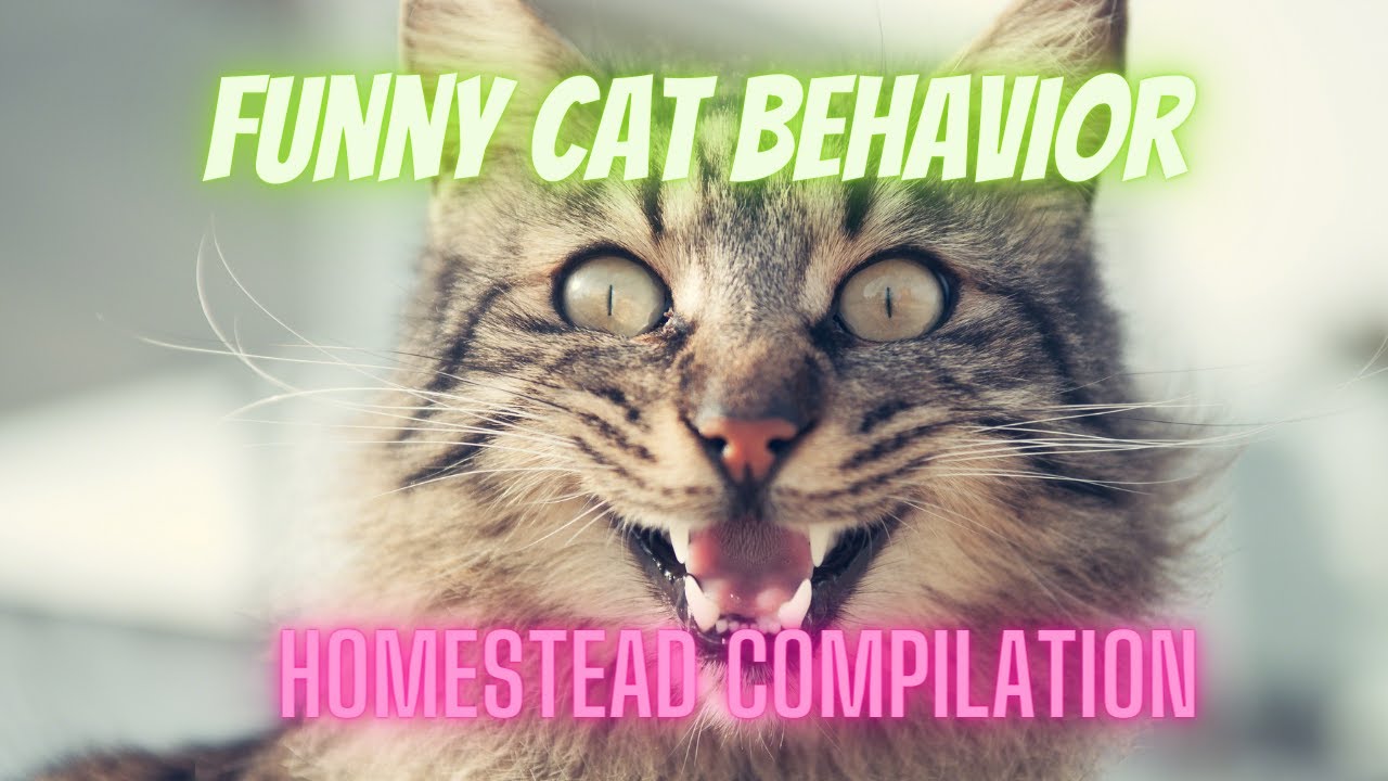Funny Feral Cat Behavior Compilation - Homestead Edition! [Funny Feral ...