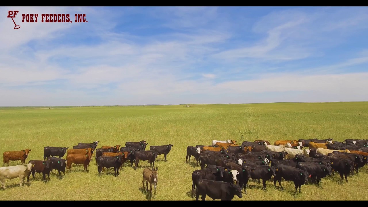 P5 Ranch adj 2 - YouTube