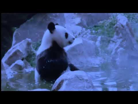 Pandaların Komik Videoları #2