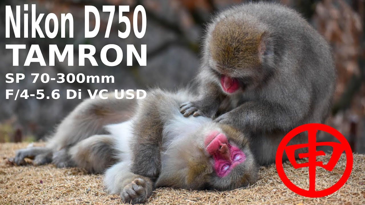 Nikon D750 with Tamron 70-300mm Monkey Shooting in Kyoto Arashiyama 京都 ...