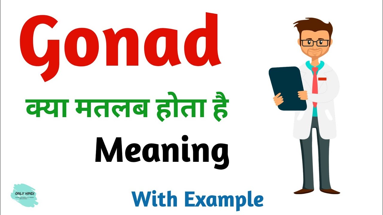 Gonad meaning in hindi | Gonad Ka Kya Matlab hota hai | Daily use ...