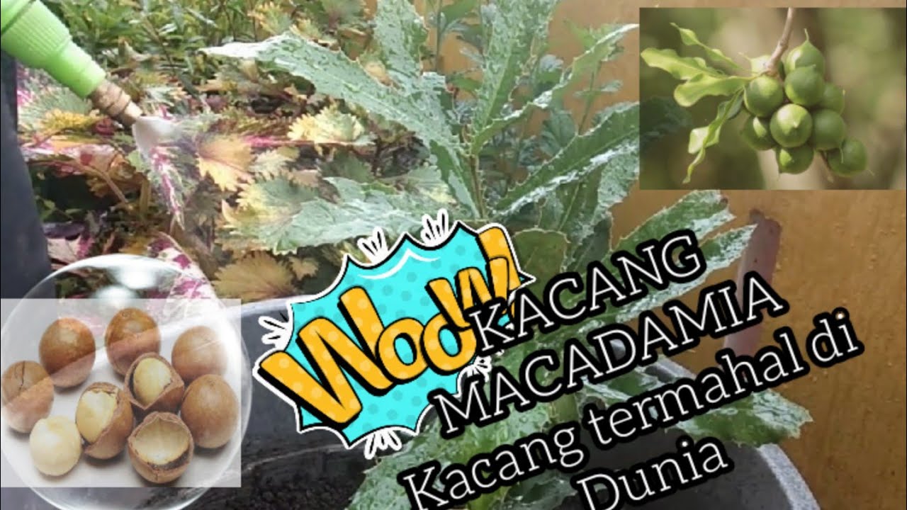Kacang Macadamia Kaya Protein ( Kacang Termahal di Dunia ) - YouTube