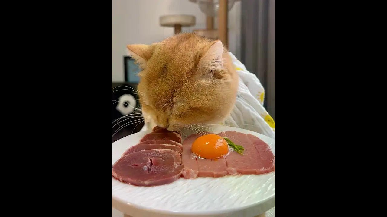 Slurps and swallows noisily #The kitten is most active at eating #Cat ...