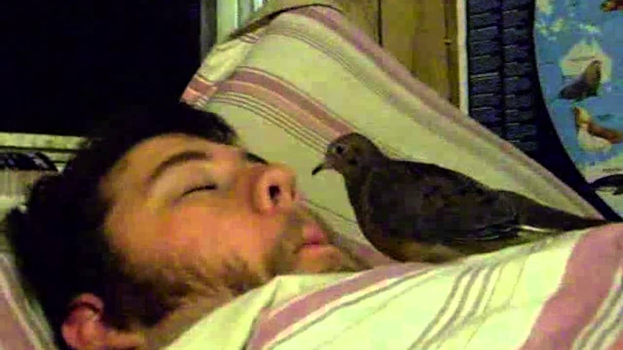 Bird Eats Out of Sleeping Man's Nose - YouTube
