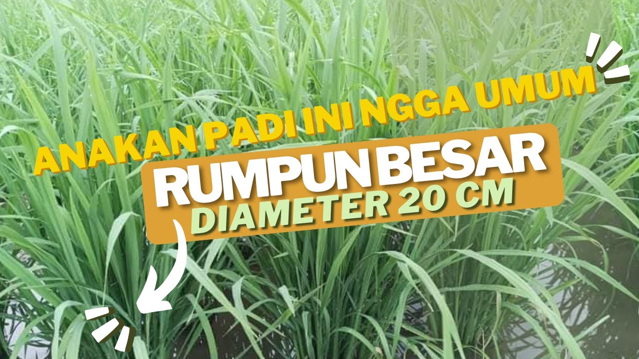 Padi dengan rumpun padi paling besar - Padi unggul #ciherang bima sakti ...