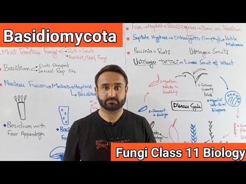 Basidiomycota | Basidiomycetes | Classification of Fungi | Fungi Class ...