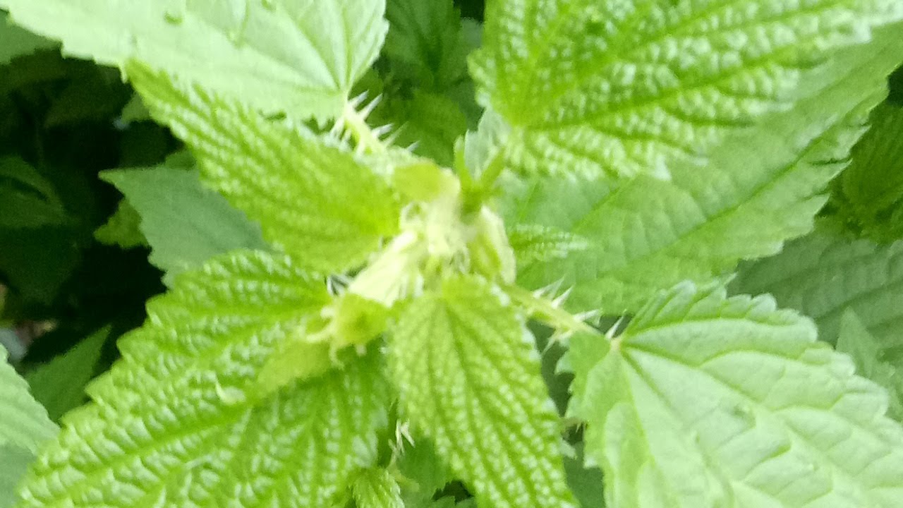 sisno recipe | sisno kasari banaune | How to cook Nettle Leaf | सिस्नो ...