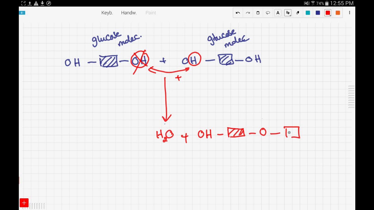 Starch Structural Formula Igcse