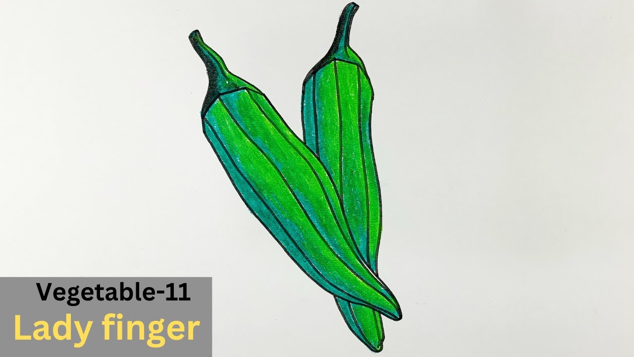 lady finger/ how to draw lady finger / vegetable drawing tutorial for ...