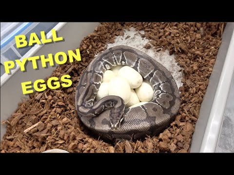 Spotnose Het Clown Ball Python Laid Eggs !! Check Out Our Patreon!! - YouTube