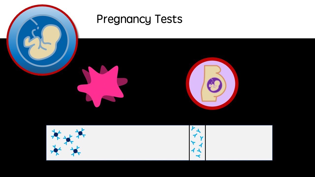 Pregnancy Tests | Revision video; GCSE, A Level, University | HCG ...