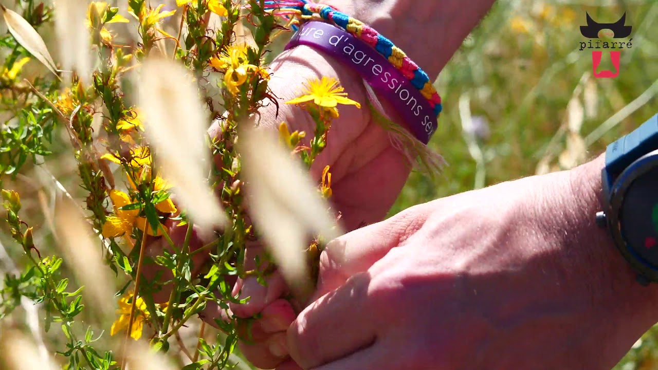 Agrocultura de Ponent La flor de pericó - YouTube