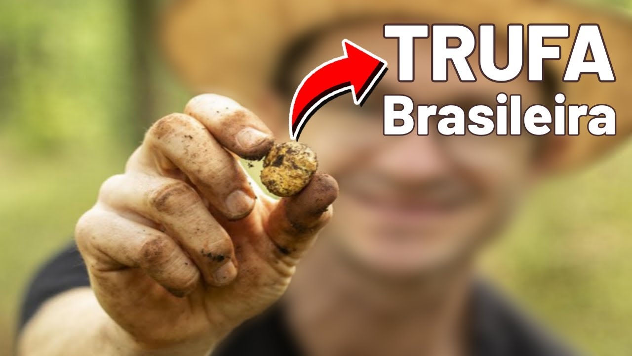 Trufa inédita no Brasil tem quilo comercializado por R$ 8 mil - YouTube