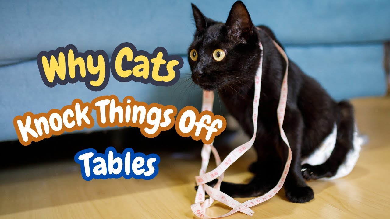 Why Cats Knock Things Off Tables - YouTube