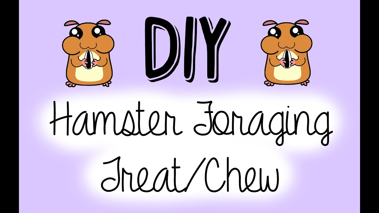 DIY Hamster Foraging Treat/Chew! - YouTube