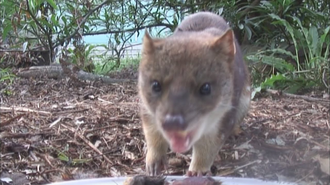 Spotted-tailed Quoll, Feeding time - YouTube