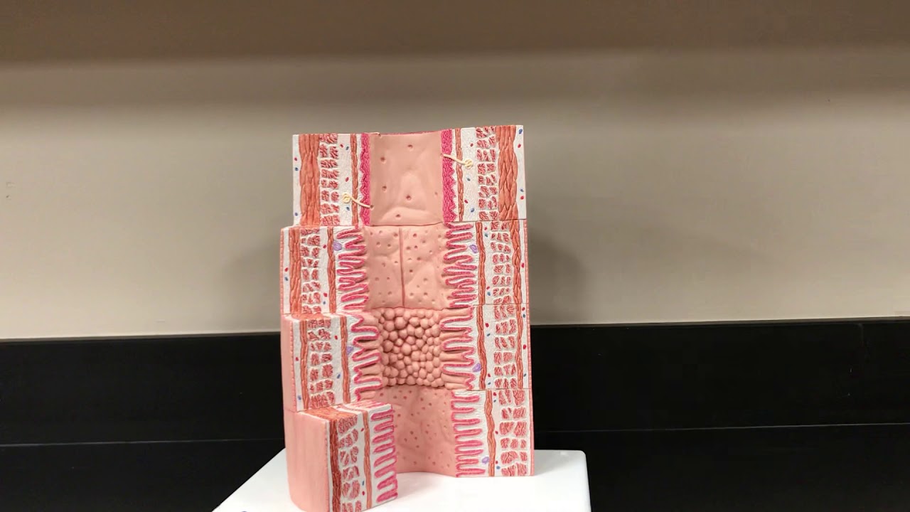 The structures of the digestive track - YouTube