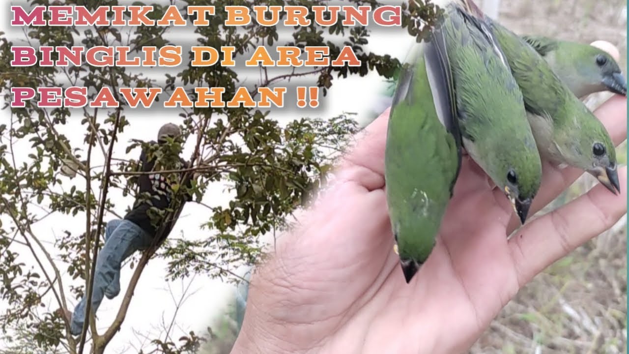 MIKAT BURUNG BONDOL HIJAU ‼️ATAU BURUNG BINGLIS DI AREA PESAWAHAN‼️ ...