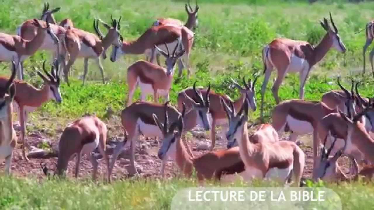 LECTURE DE LA BIBLE GENESE 1 - YouTube