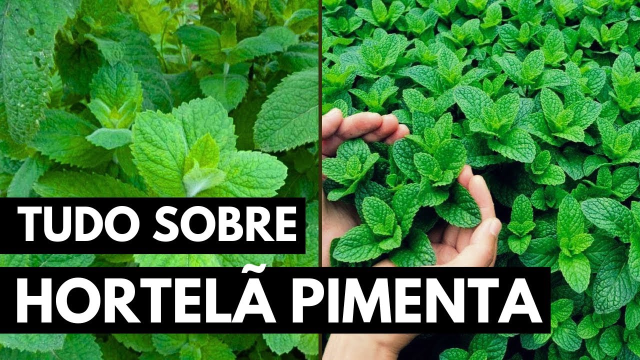 HORTELÃ PIMENTA: O QUE NÃO TE CONTAM SOBRE ESSA PLANTA! - YouTube
