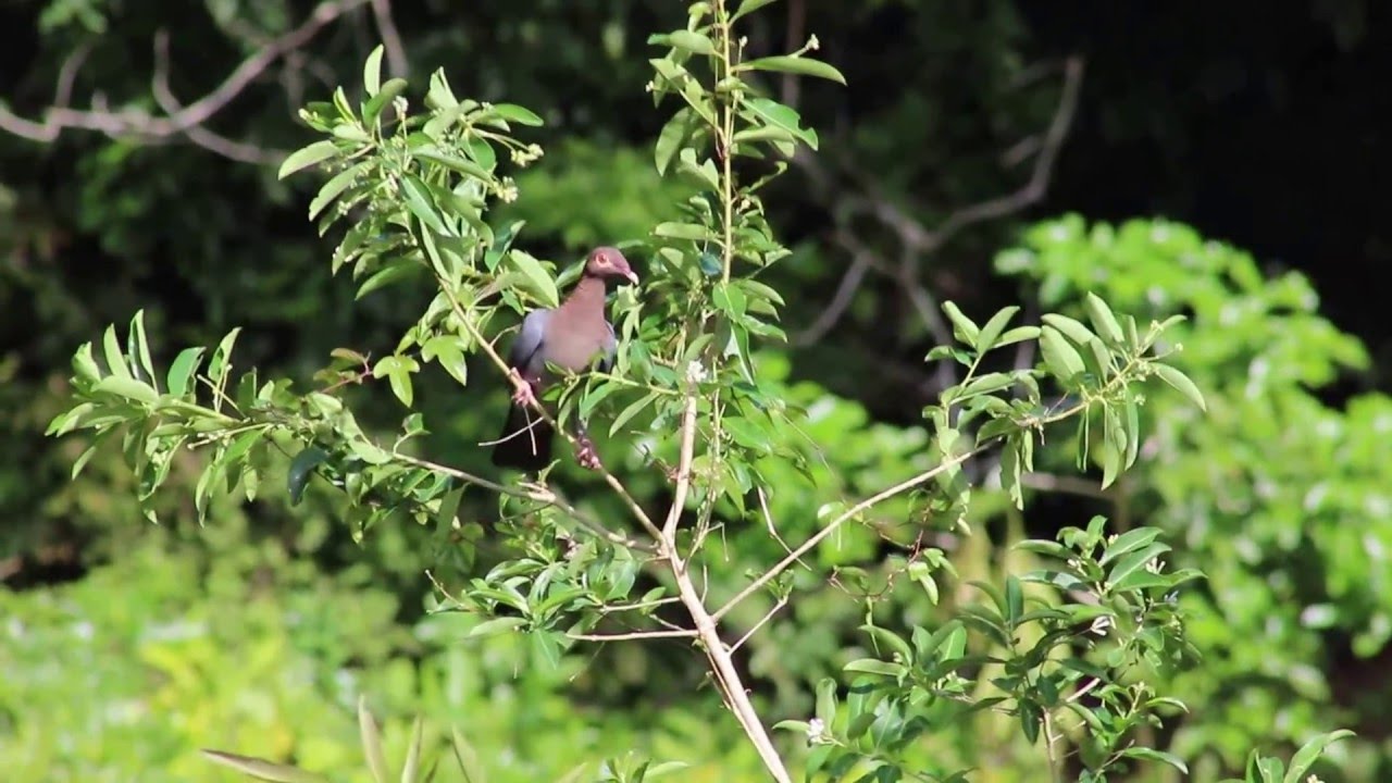 Paloma Sabanera de Puerto Rico en la finca de Milagros - YouTube