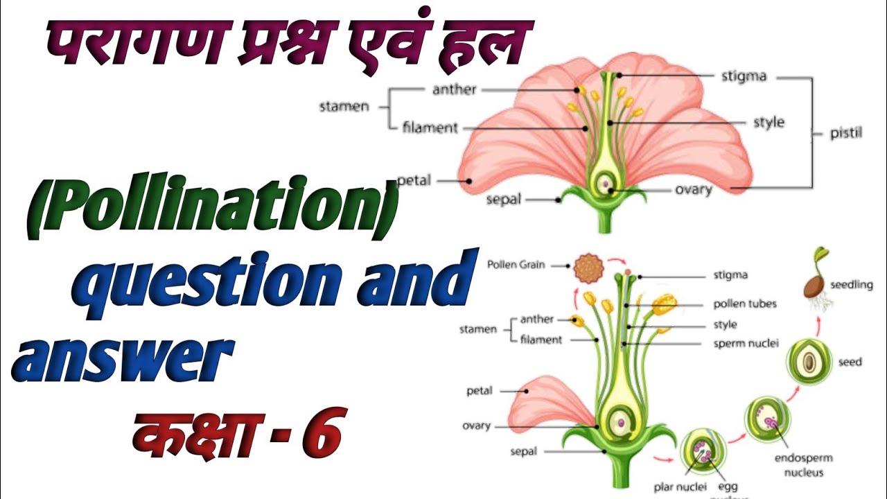 परागण प्रश्न एवं हल || Pollination Question And Answer || Pollination ...