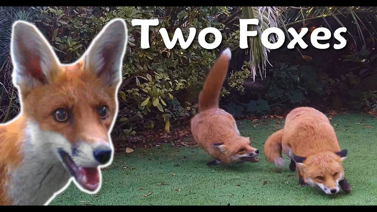 Two foxes - YouTube