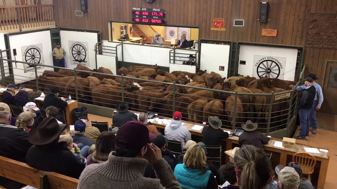 Calgary Stockyards Strathmore Angus Influence Calf Sale - YouTube