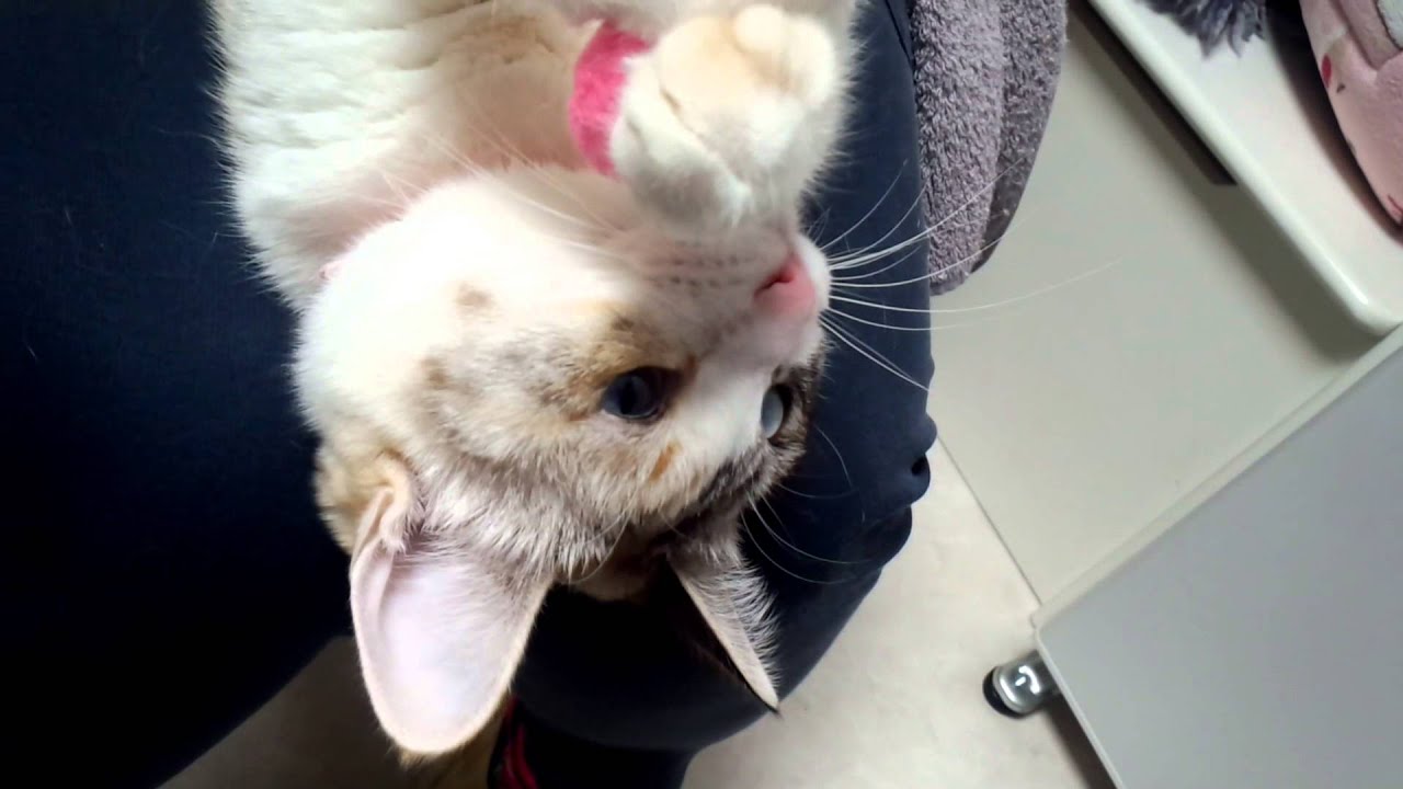 猫の腹筋 cat's Abs exercise - YouTube