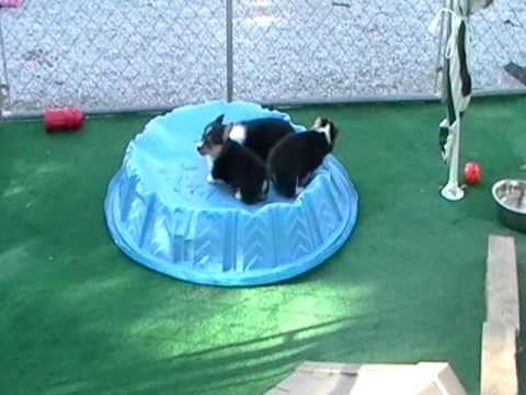 Rhiannon and Baron Litter Born July 11, 2010 at 8 wks - YouTube