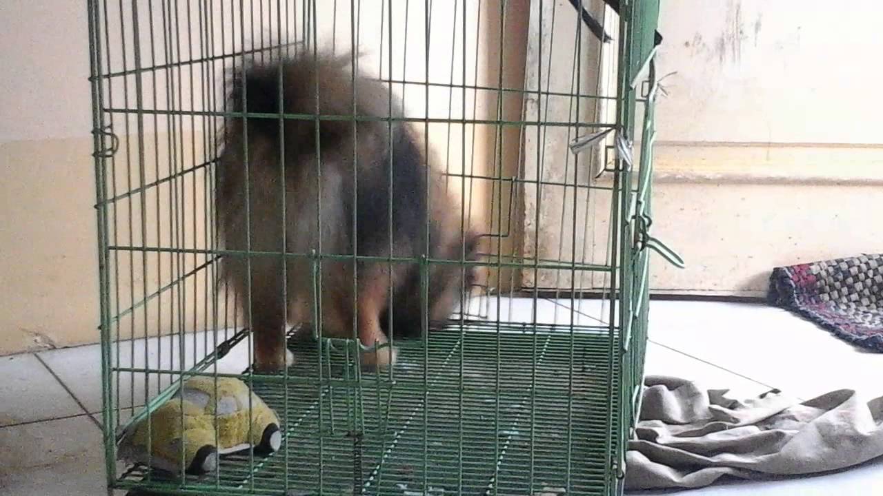 Anjing pintar - YouTube