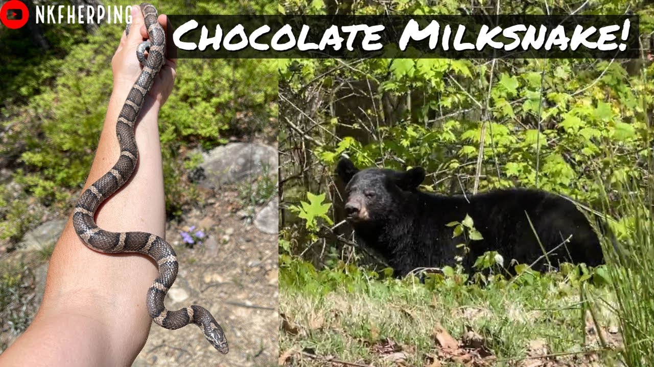 Milksnake Mania! Chocolate Milksnakes in the Mountains! - YouTube